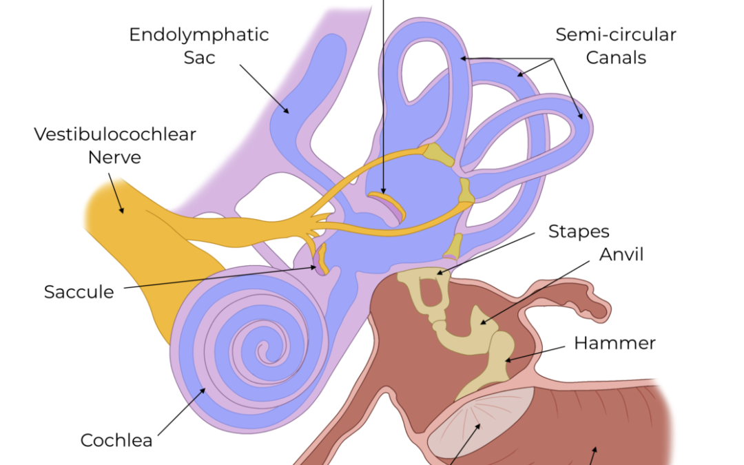 Ear Image - North 49 Physical Therapy, Balance & Dizziness Centre in ...